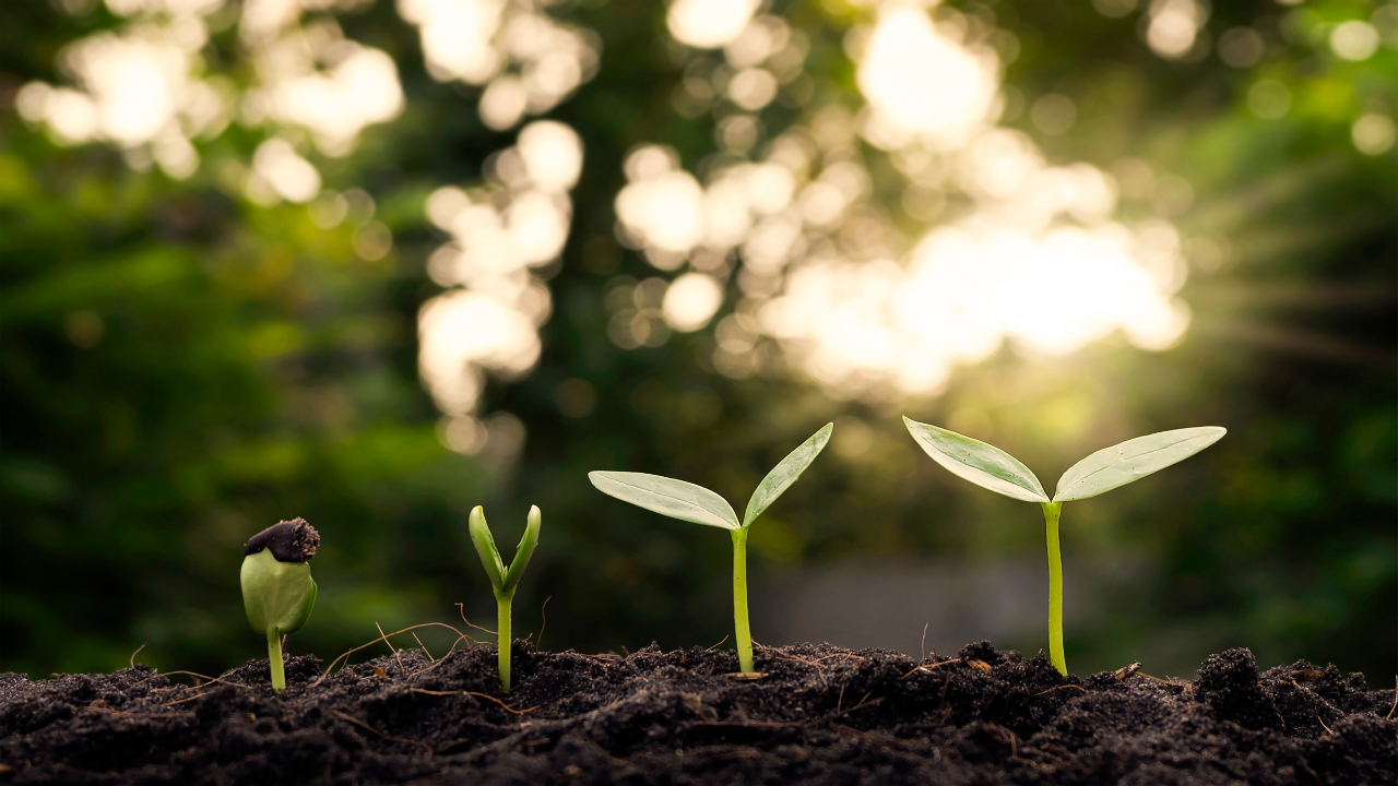 Sustentabilidade ambiental: o que é, importância e exemplos